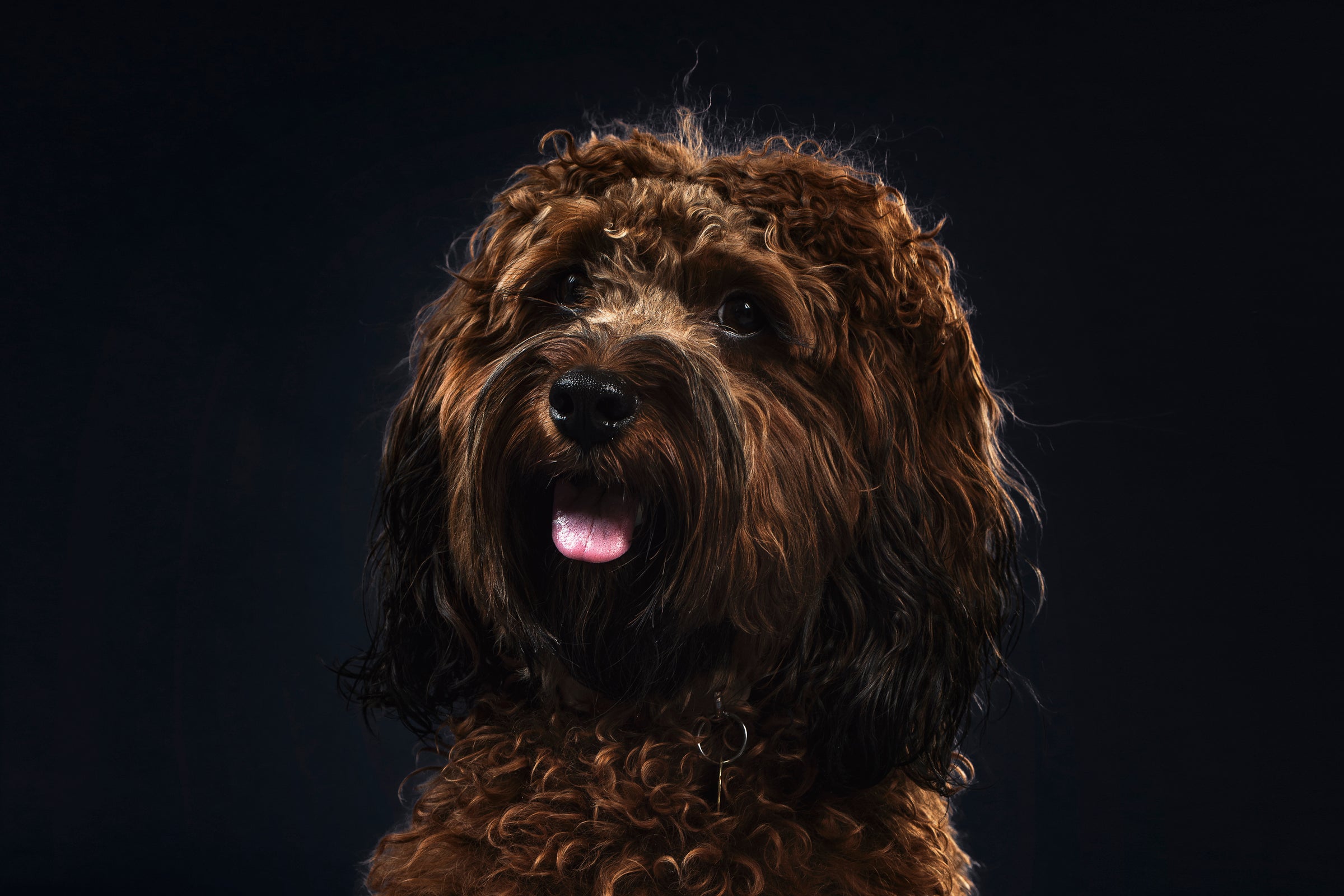 BellaJoJos Pet Boutique & Spa | Dog Grooming Swindon